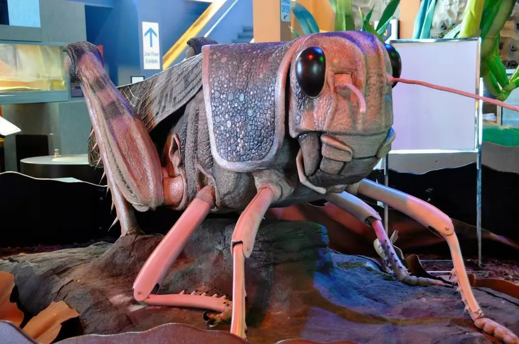 Our simulation animals are lifelike and full of energy.