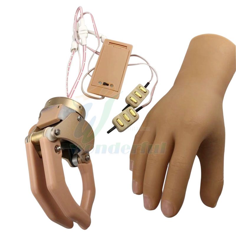 Prosthetic Limbs Upper Limbs Myoelectric Control Prosthetic Half Hand