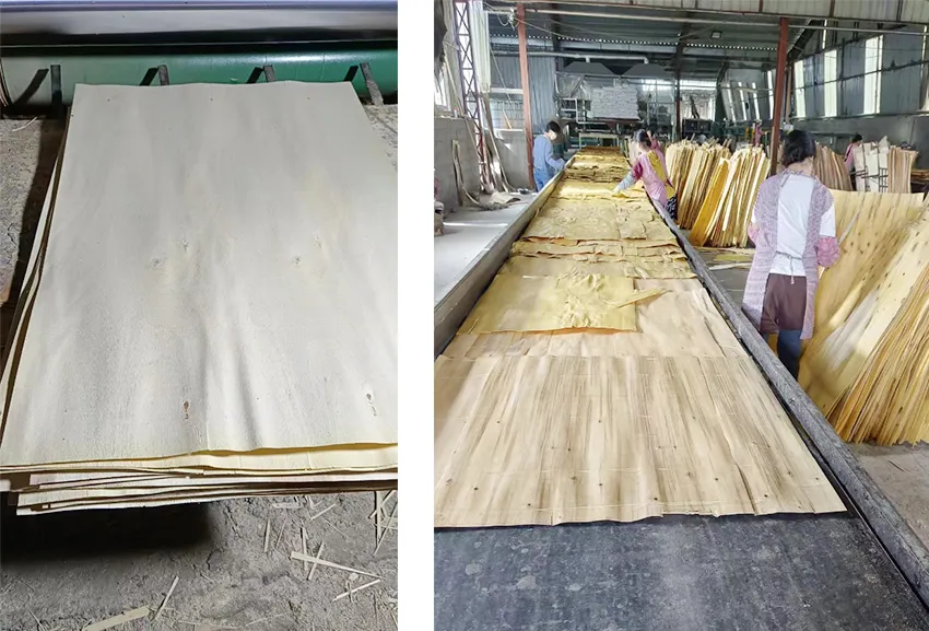 lvl nucleum ianuae lvl, lamminis lamminis laminae