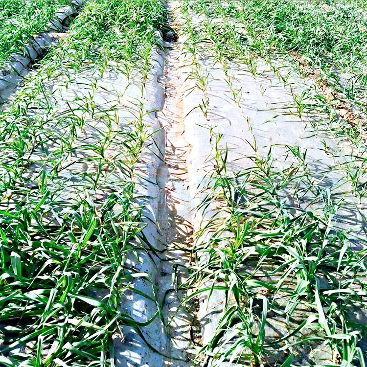 plastic mulch rolls,plastic mulch film,biodegradable mulch film