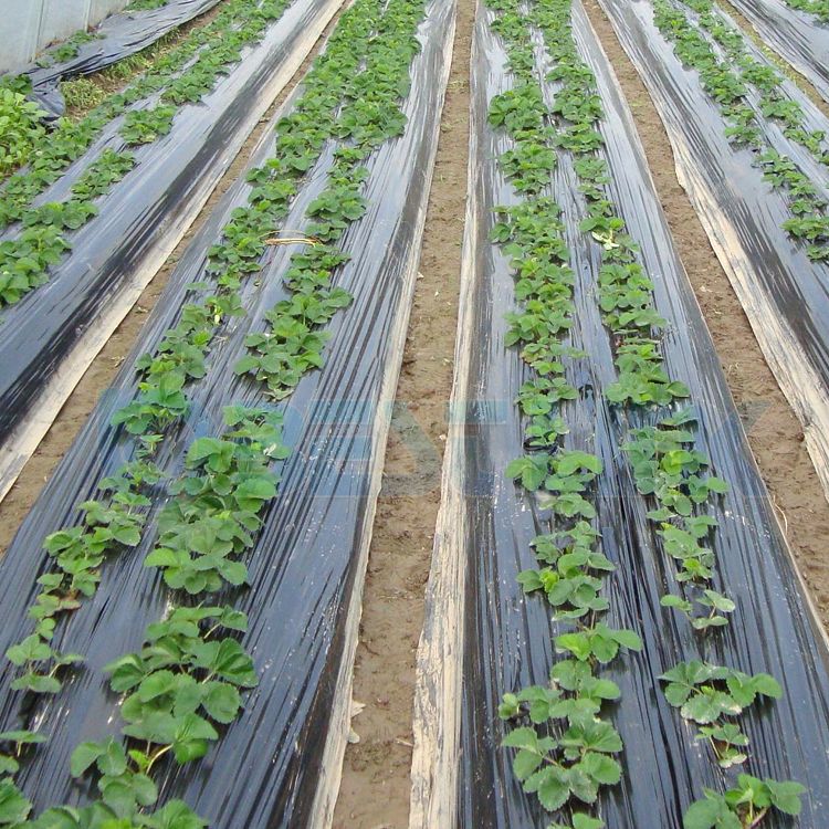 plastic mulch rolls,plastic mulch film,biodegradable mulch film