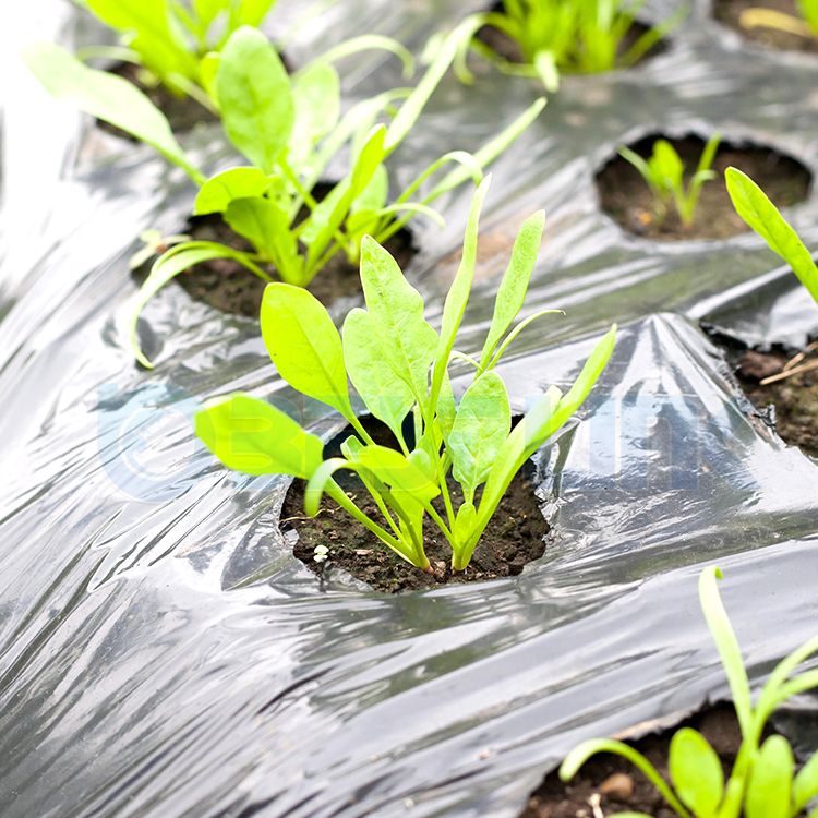 plastic mulch rolls,plastic mulch film,biodegradable mulch film