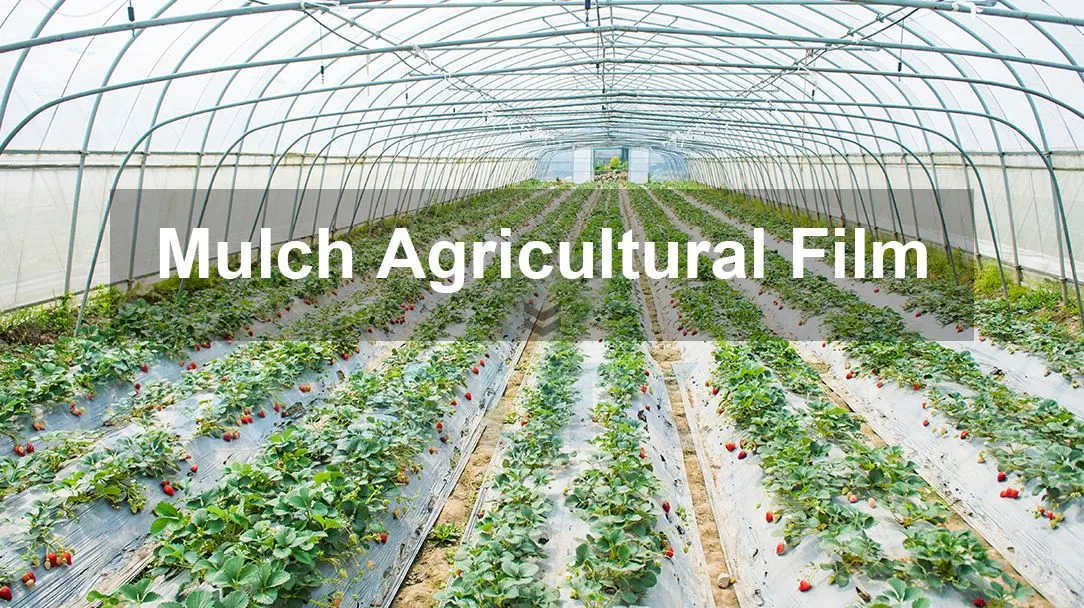 plastic mulch rolls,plastic mulch film,biodegradable mulch film