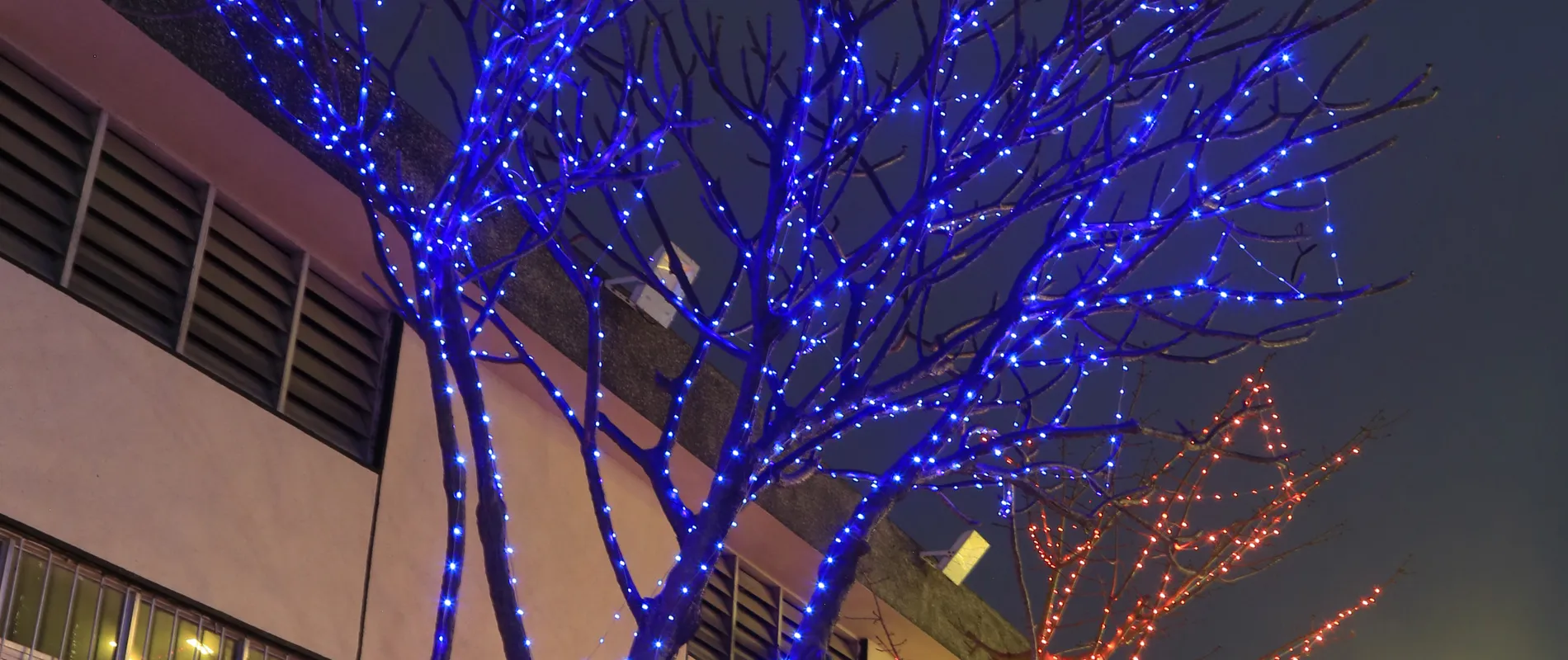 Blue String Lights | Christmas Lights | Fairy Lights