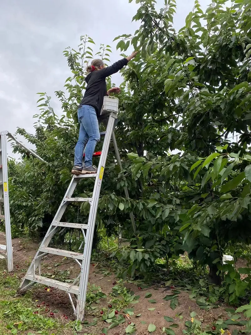 Orchard ladder, Fruit picking, tripod ladder