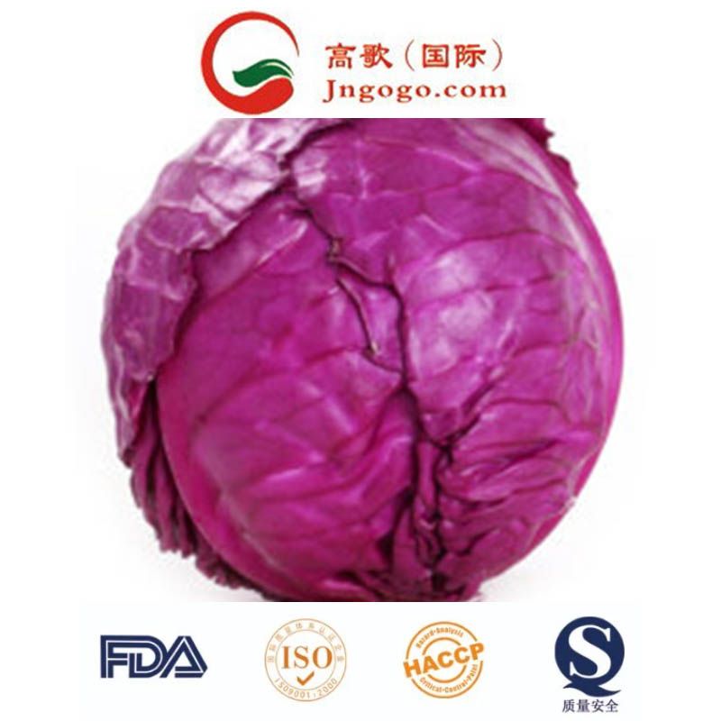 fresh red cabbage,fresh cabbage,cabbage fresh