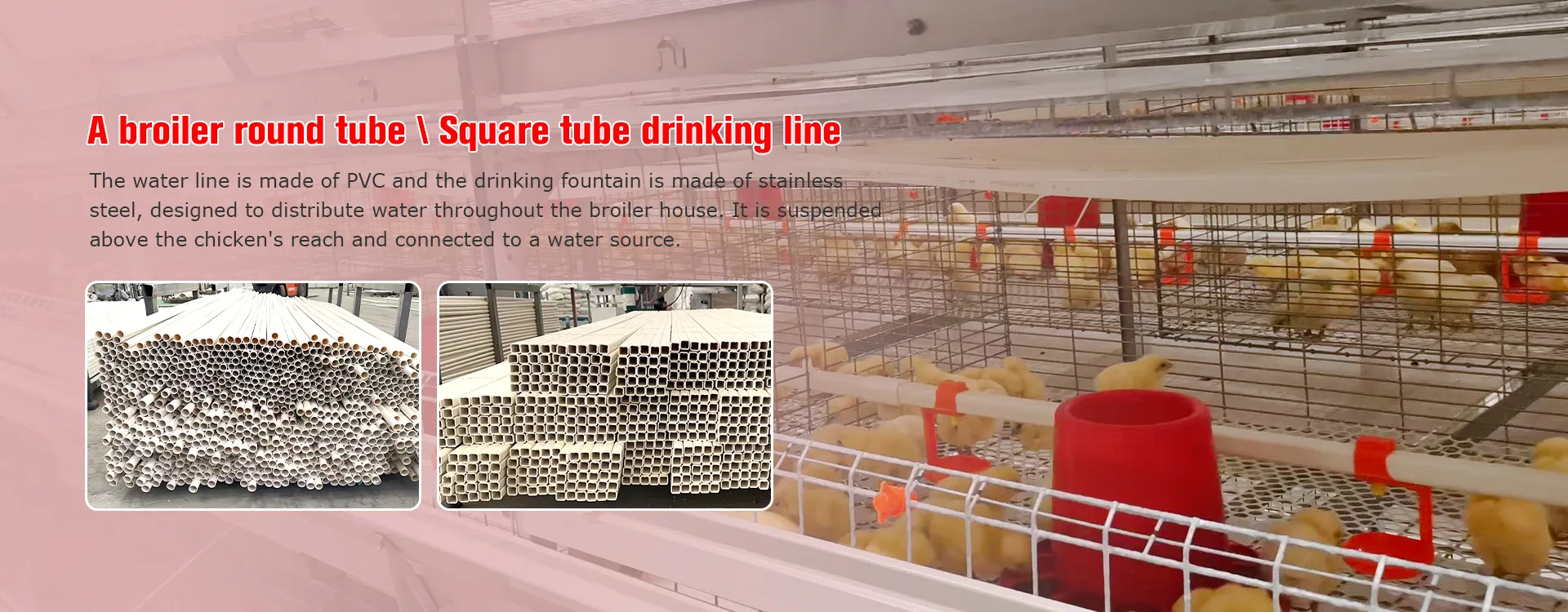 Livestock and Poultry Breeding Equipment Manufacturer,Nipple Drinker ...