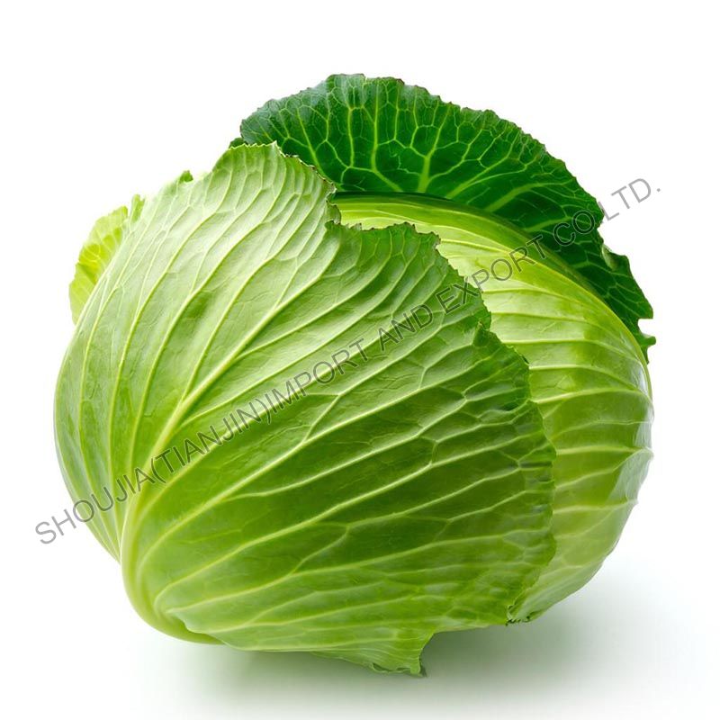 Fresh peking cabbage
