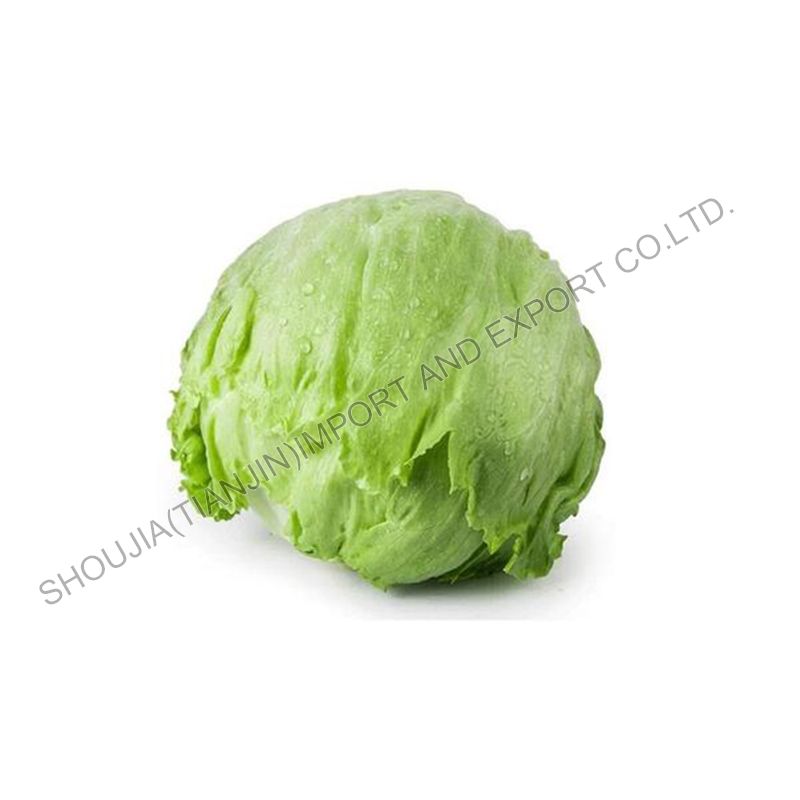 Fresh Lettuce
