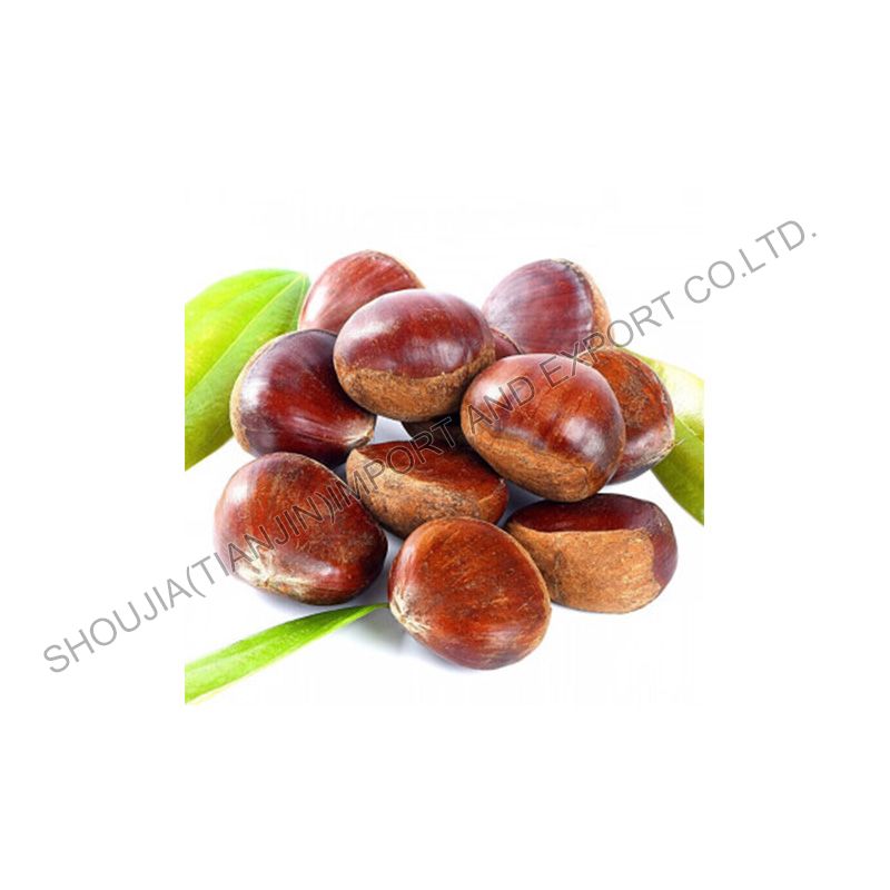 CHEST NUT (WITH SHELL)