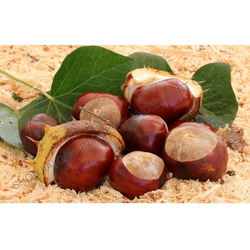 CHEST NUT (WITH SHELL)