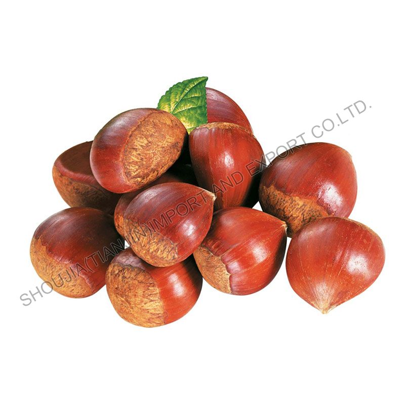 CHEST NUT (WITH SHELL)