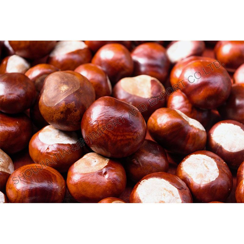 CHEST NUT (WITH SHELL)