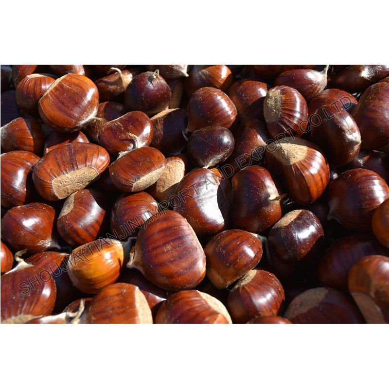 CHEST NUT (WITH SHELL)