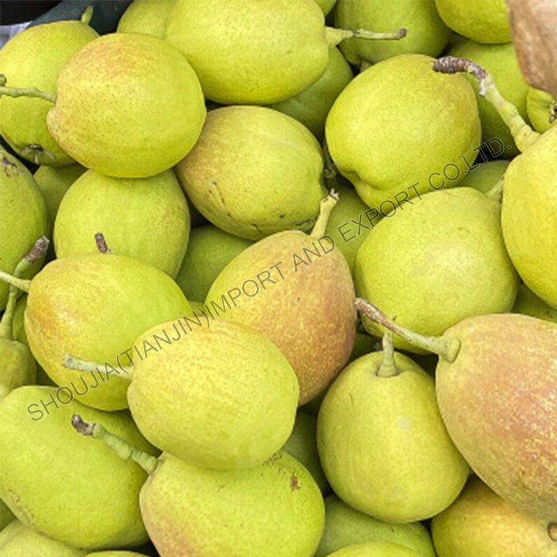 Korla Fragrant Pear