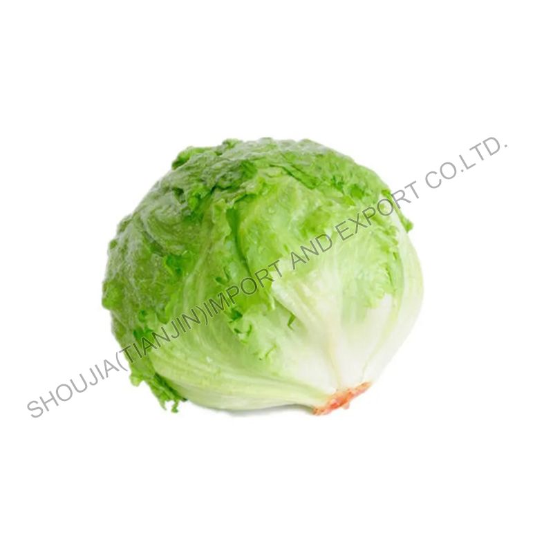 Fresh Lettuce
