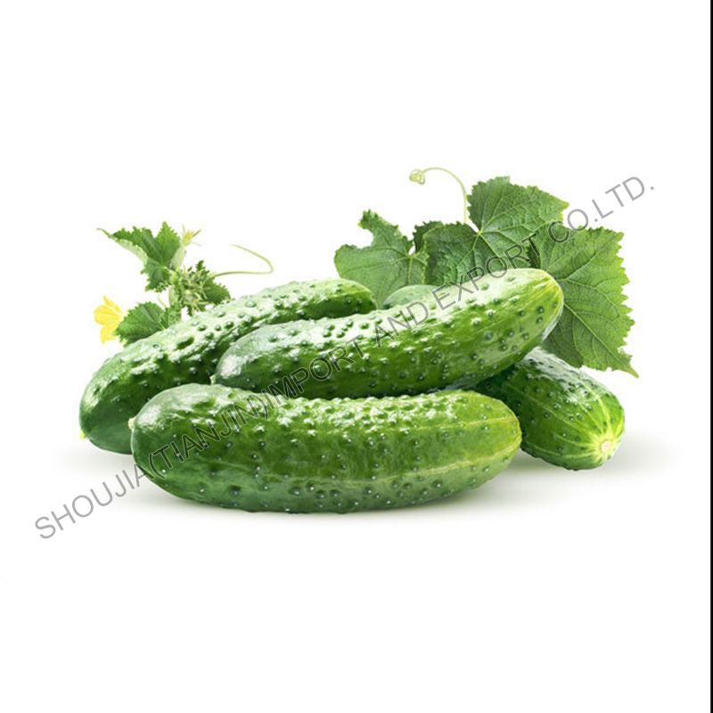 Fresh cucumber