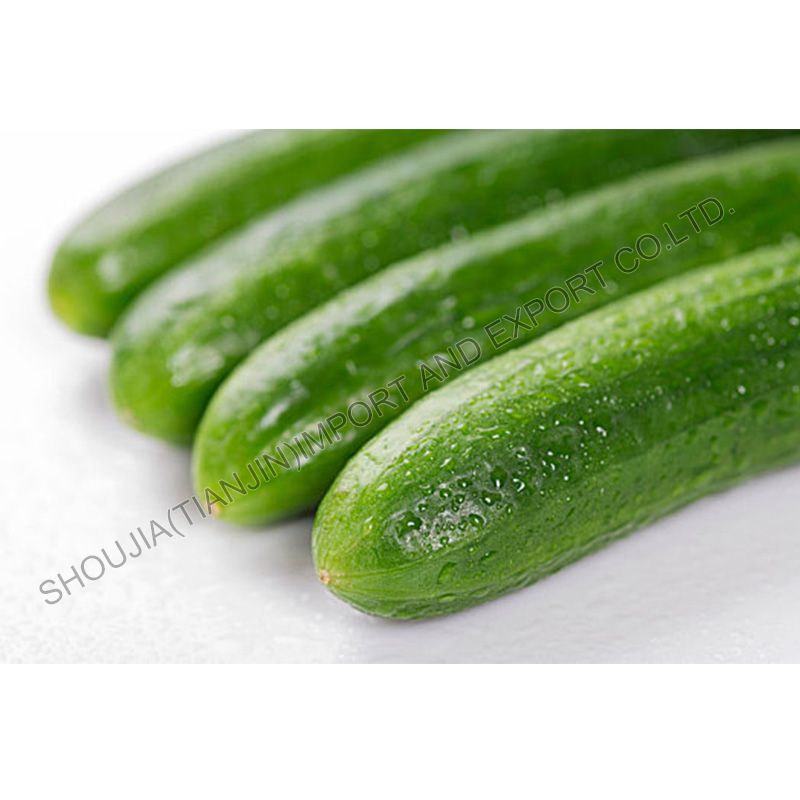 Fresh cucumber