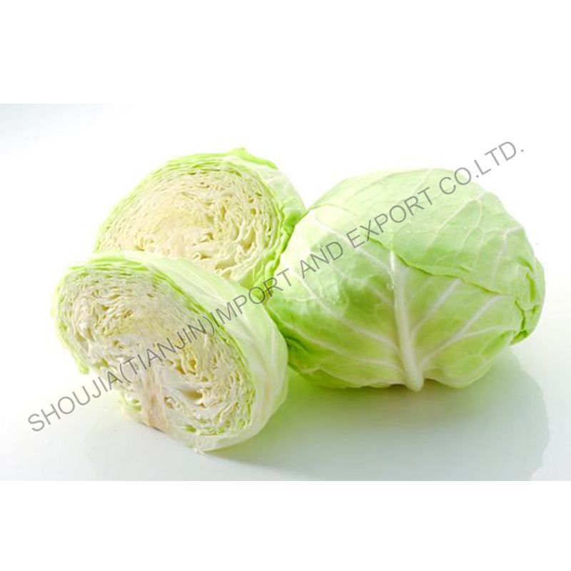 Fresh peking cabbage