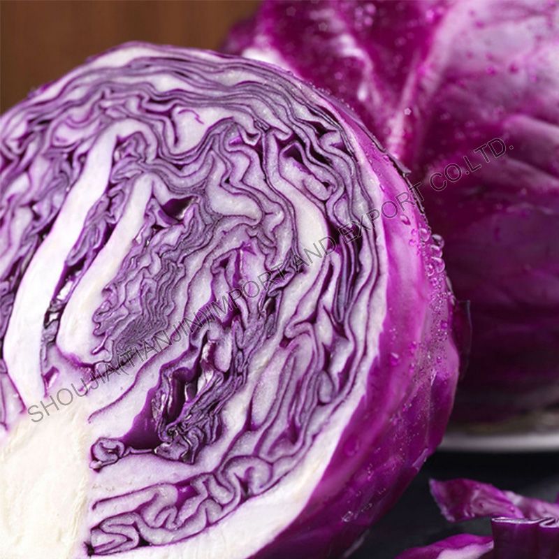 Fresh purple cabbage