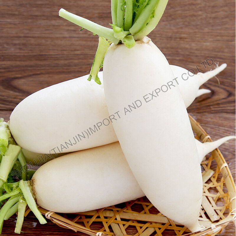 Fresh white radish