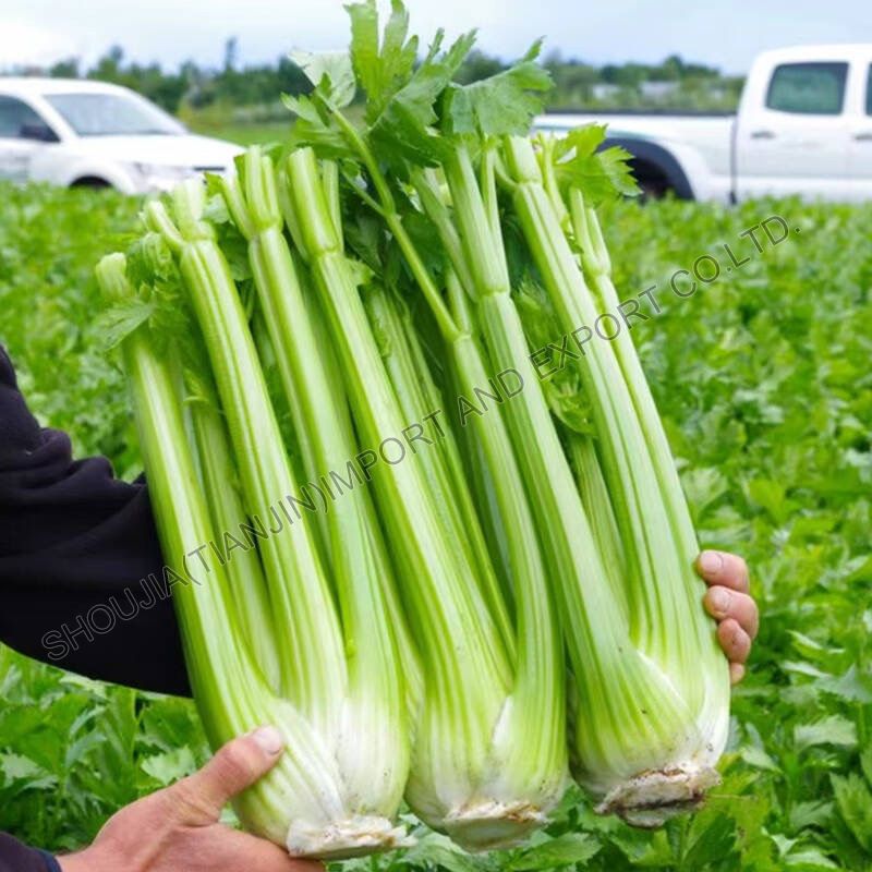 Fresh celery