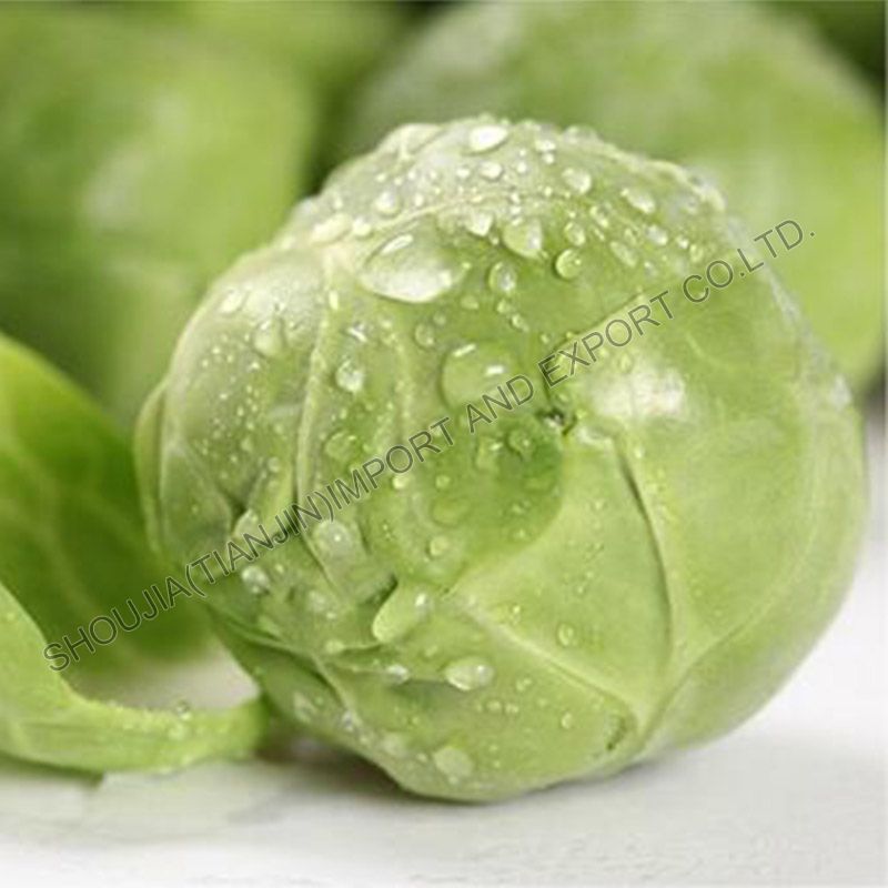 Fresh peking cabbage