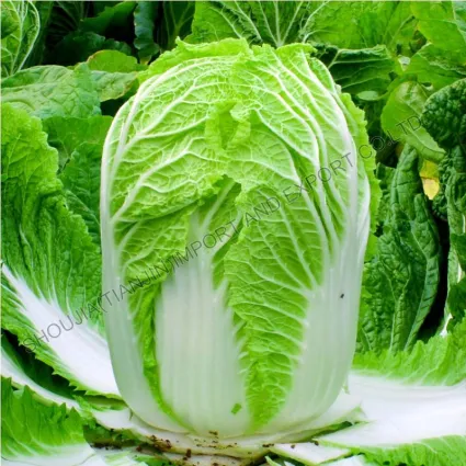 Fresh Chinese cabbage