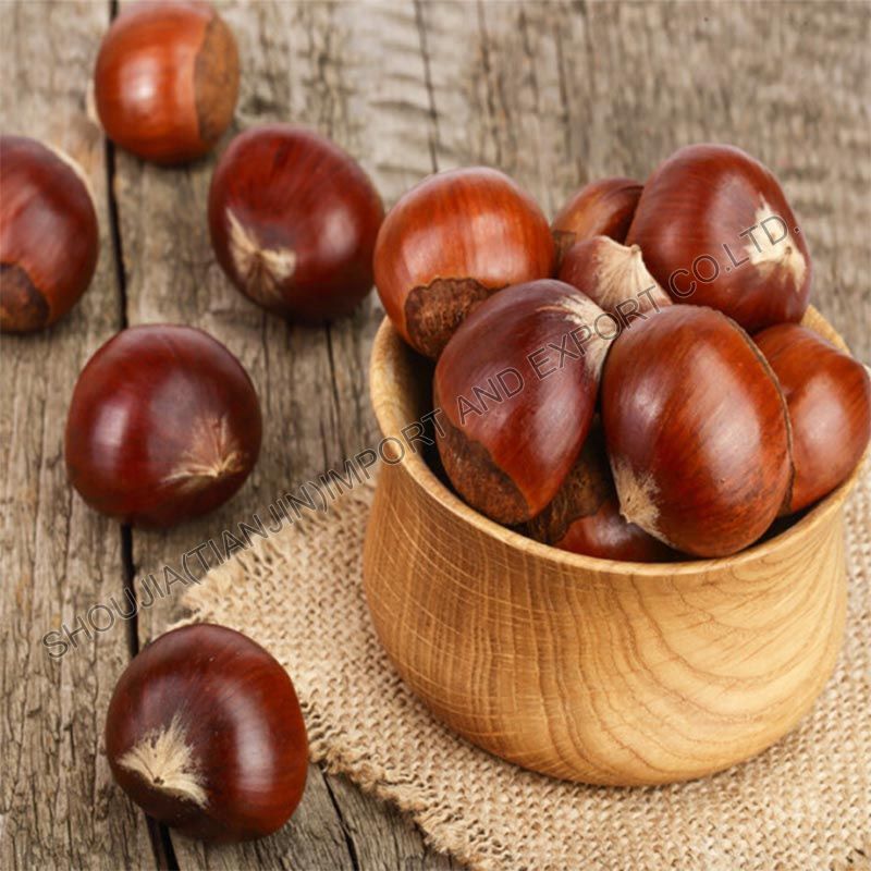 CHEST NUT (WITH SHELL)