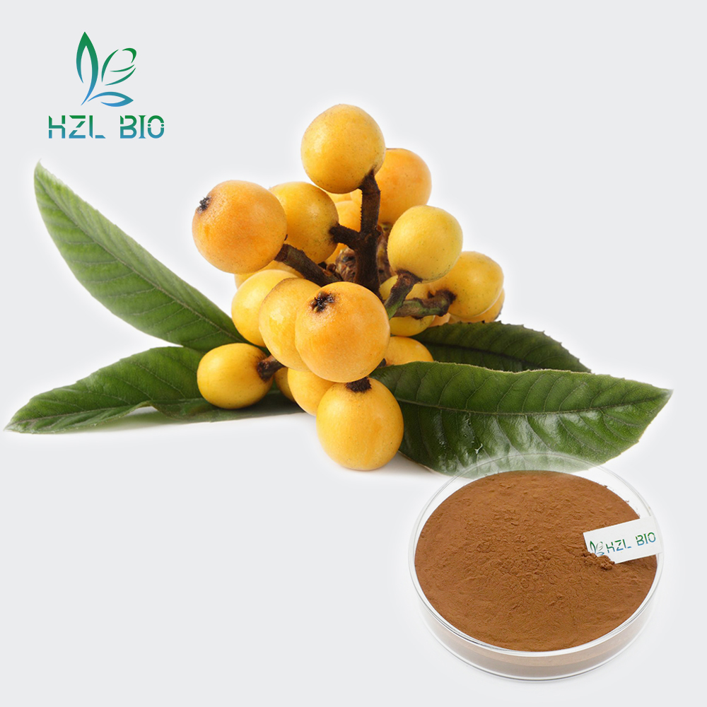loquat 잎 추출물