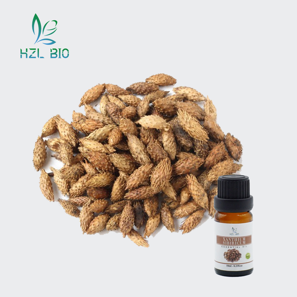 xanthium sibiricum,fructus xanthium sibiricum