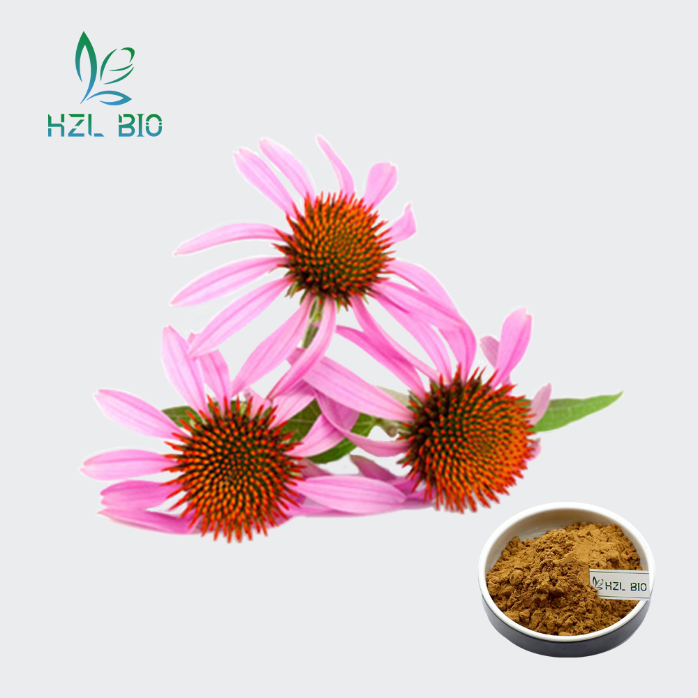 Echinacea Extract Powder, echinacea powder