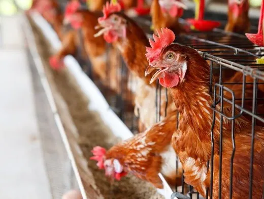 yeast selenium, yeast, selenium