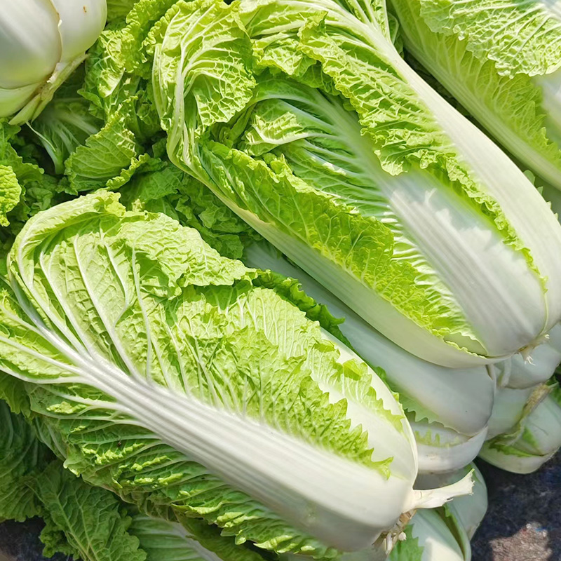 Chinese Cabbage