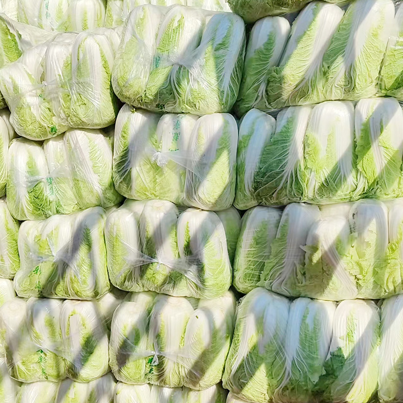 Chinese Cabbage