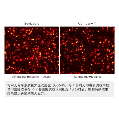 Plasmid,plasmidsaurus,plasmid vector,
