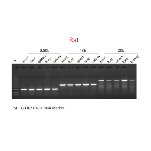 PCR Kit,pcr,rt pcr,qpcr,