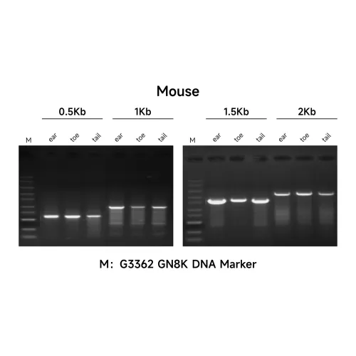 genotyping kit,genotype test kit,kapa mouse genotyping kit