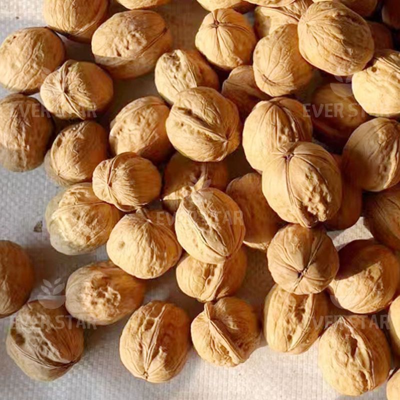 walnut in shell,unshelled walnuts,washed walnut