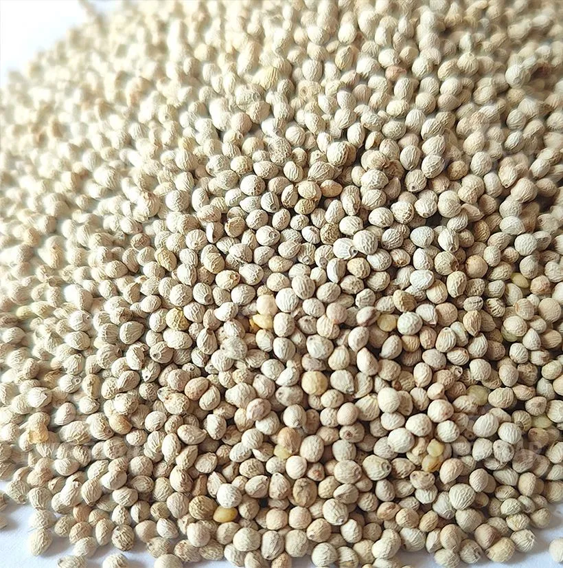 perilla seed,perilla frutescens seeds,perilla seeds for sale