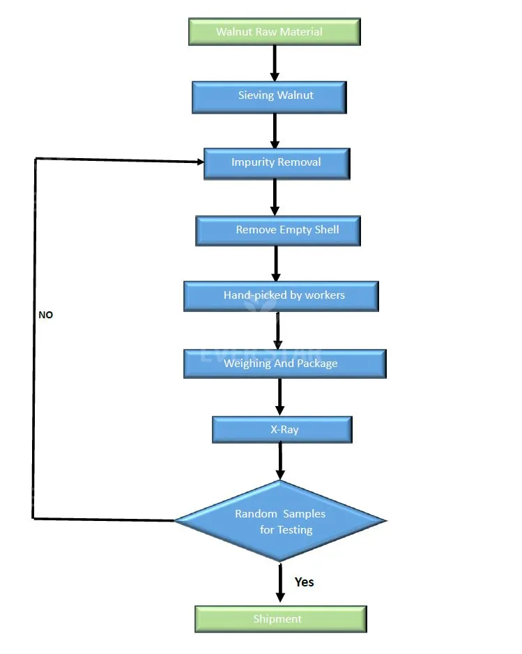 walnut in shell,unshelled walnuts,washed walnut