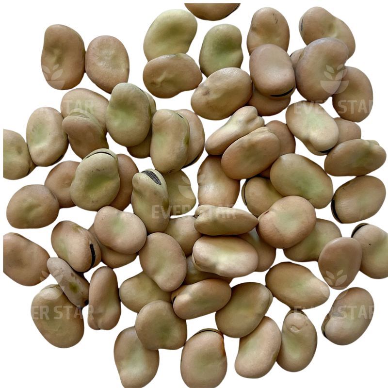 Dried Broad Beans,broad beans,fava beans