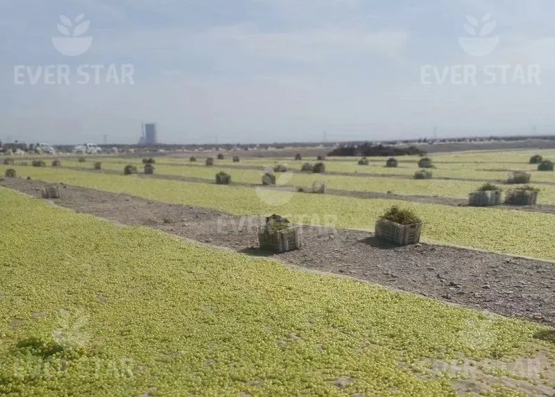 green raisins,dried grape,Manaizi