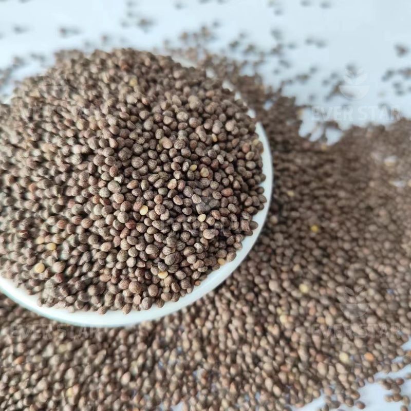 perilla seeds,perilla frutescens seeds,shiso seeds