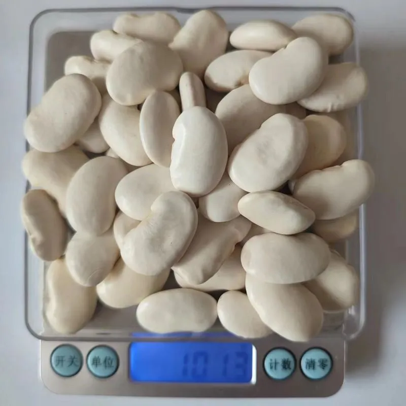 Large white kidney beans Cannellini beans
