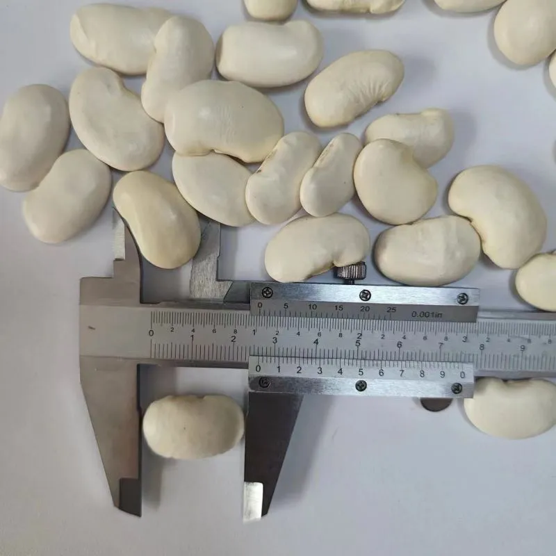 Large white kidney beans Cannellini beans