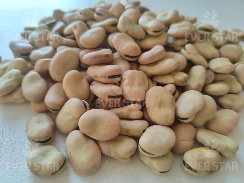 peeled broad beans skinned broad beans