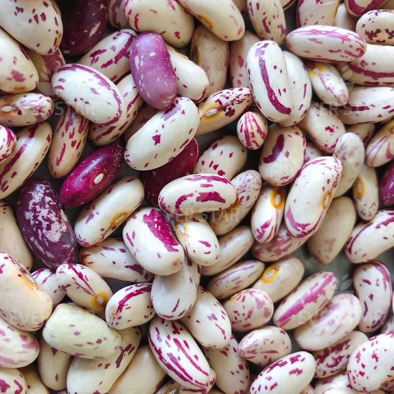 Delicious Light Speckled Kidney Beans - Long and Flavorful!
