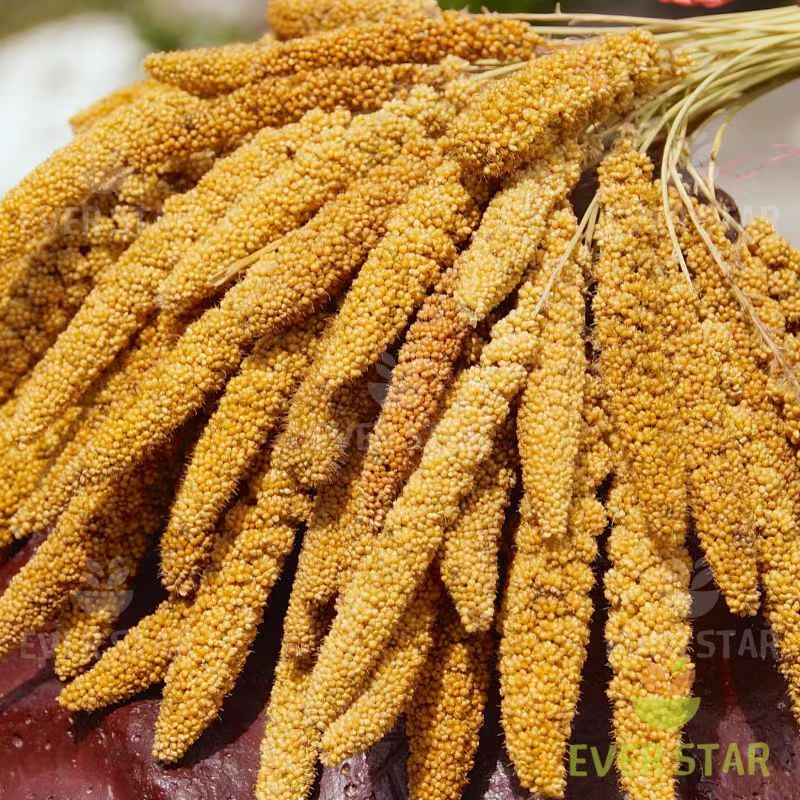 yellow millet spray