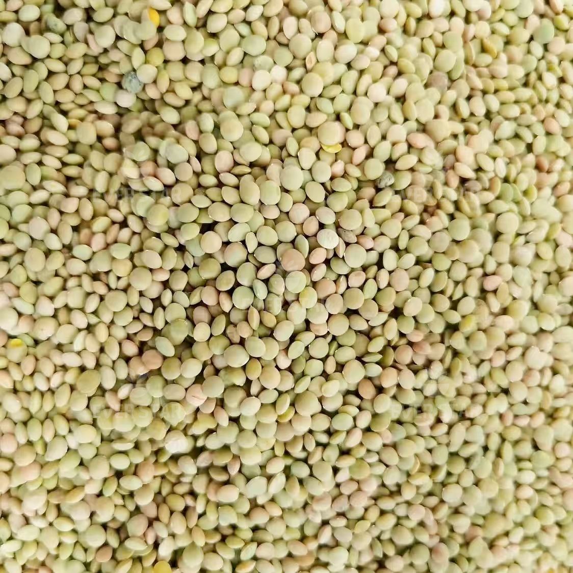 chinese green lentils